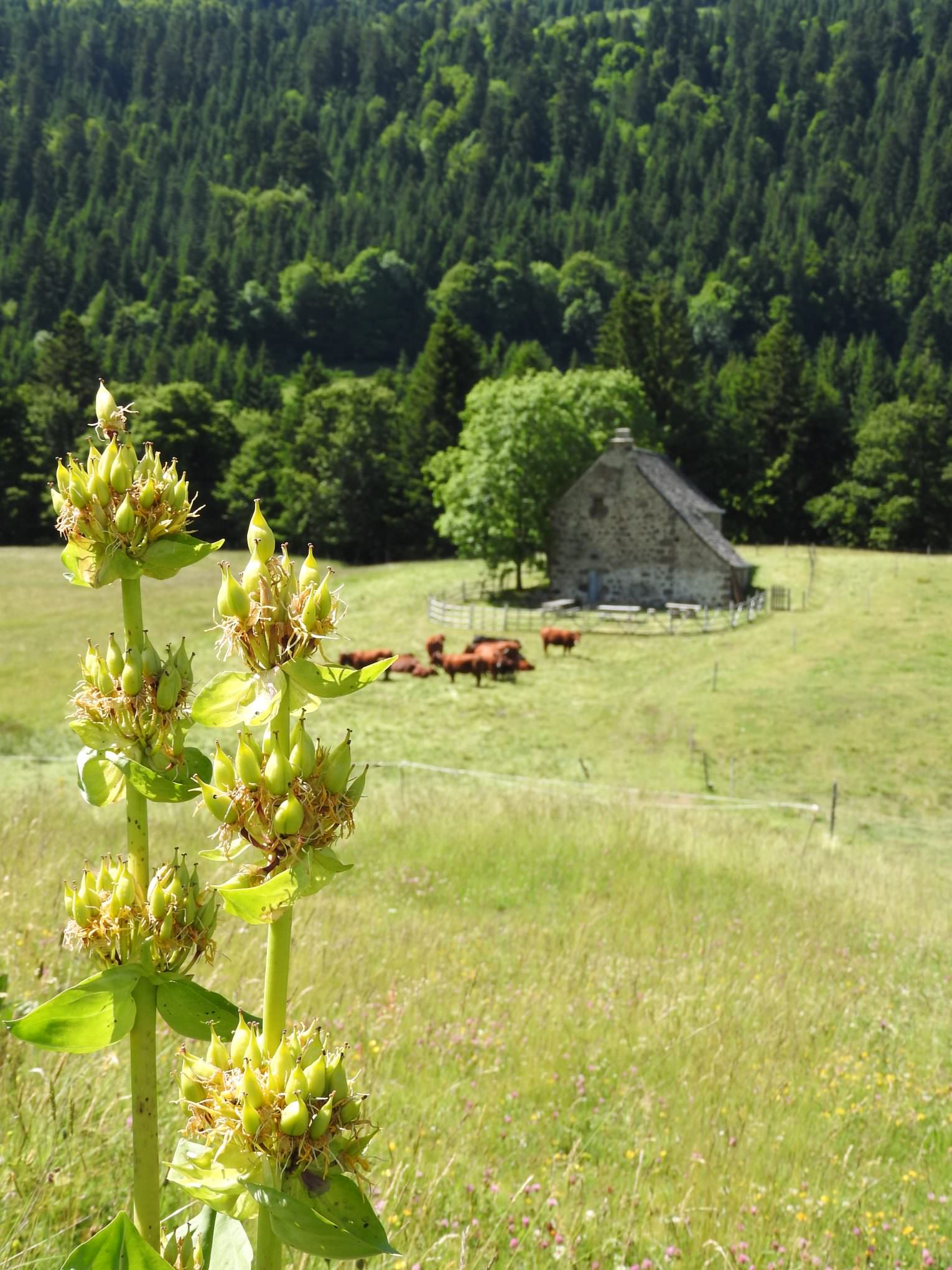 Les burons - Hautes Terres Tourisme